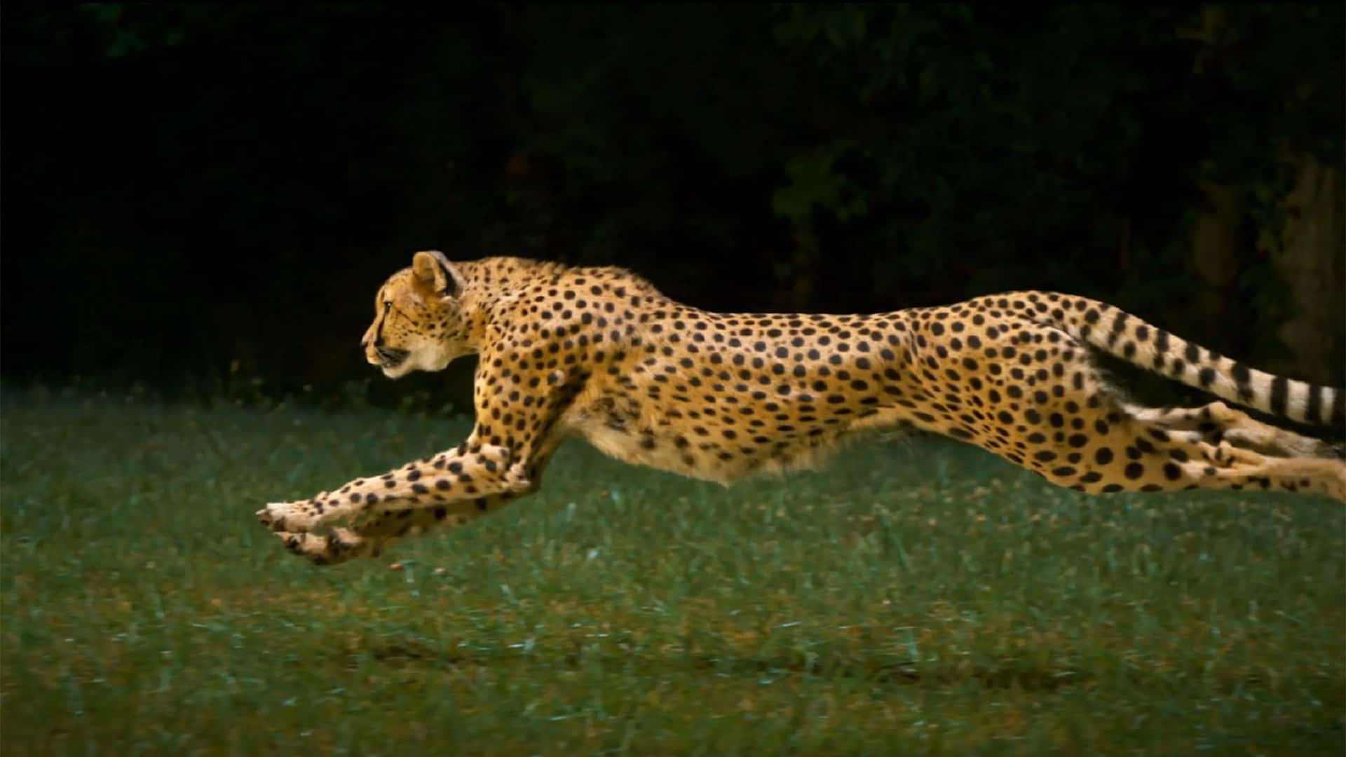 صور الفهد الصياد photos Cheetah