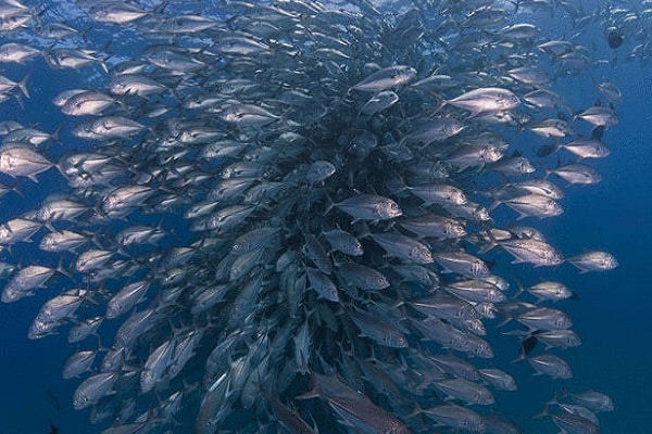 صور اسماك Fish Photos