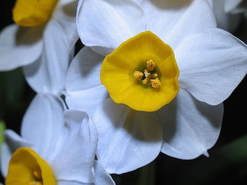 صور زهرة النرجس Narcissus flower pictures