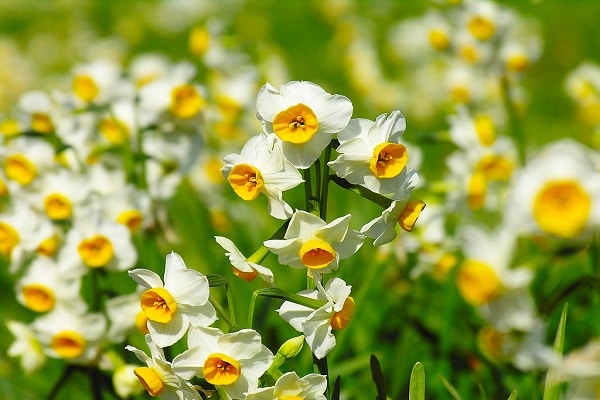 صور زهرة النرجس Narcissus flower pictures
