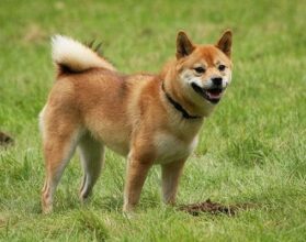 صور دب photos Bear